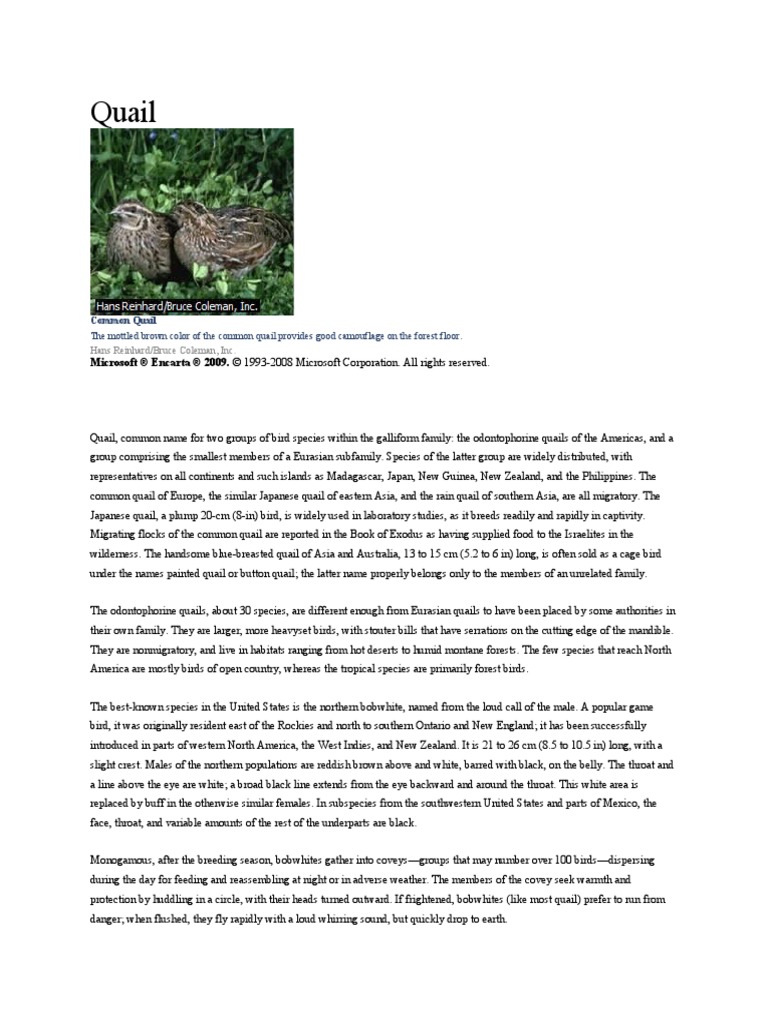 Quail | PDF | Bird Migration | Galliformes