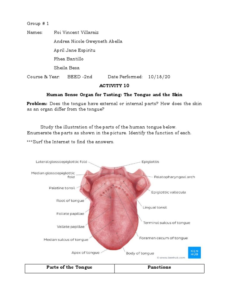 Activity 11 The Tongue and The Skin | PDF | Skin | Tongue