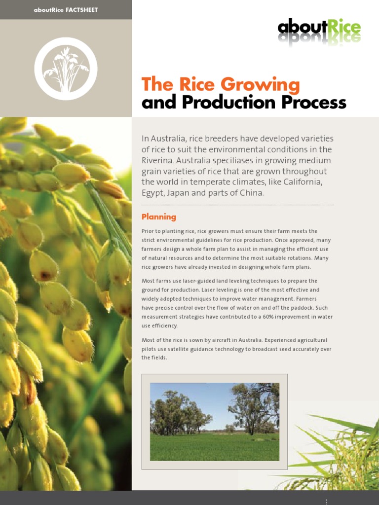 The Rice Growing: and Production Process | PDF | Rice | Cereals