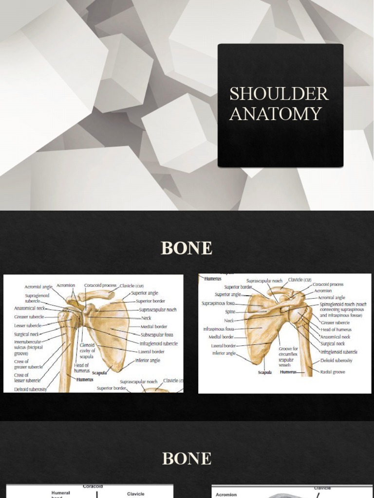 Shoulder Anatomy | PDF | Shoulder | Anatomical Terms Of Motion