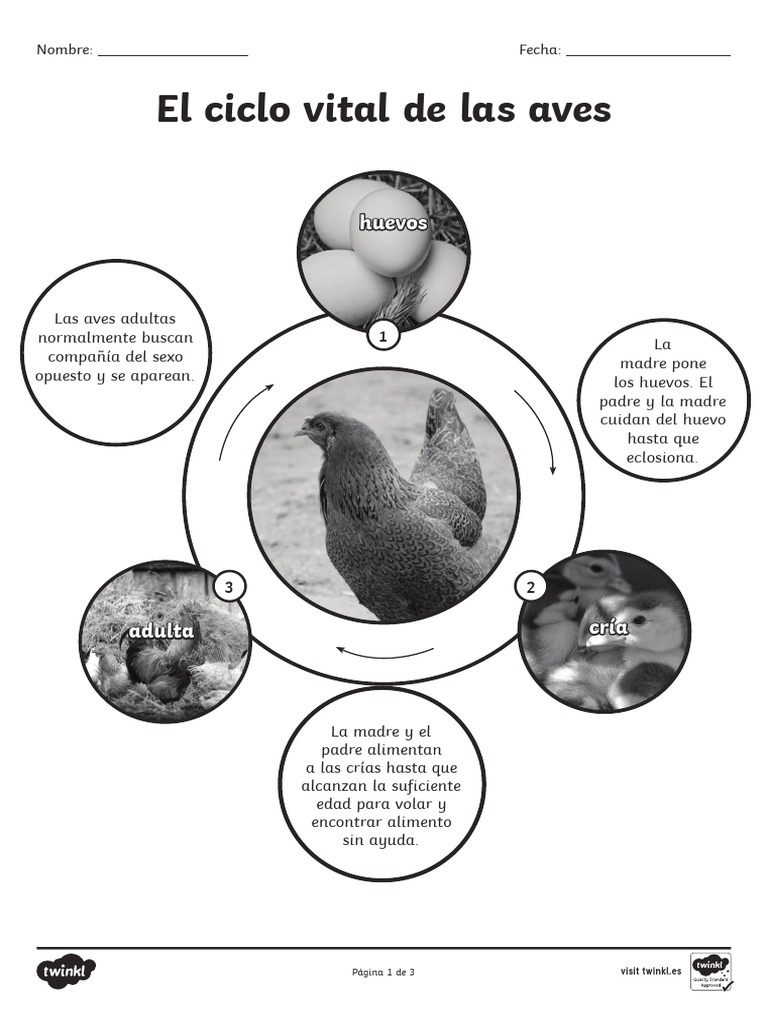 El Ciclo Vital de Las Aves Ficha de Actividad | PDF
