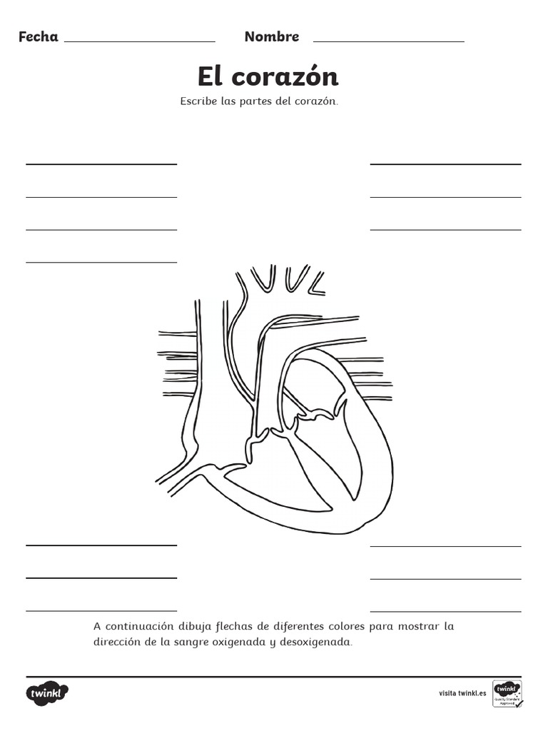 El Corazon Ficha de Actividad | PDF