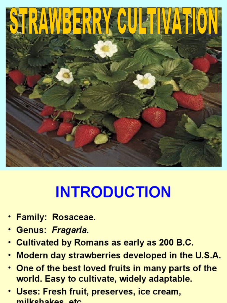 Strawberry Technical Presentation | PDF | Plant Nutrition | Strawberry