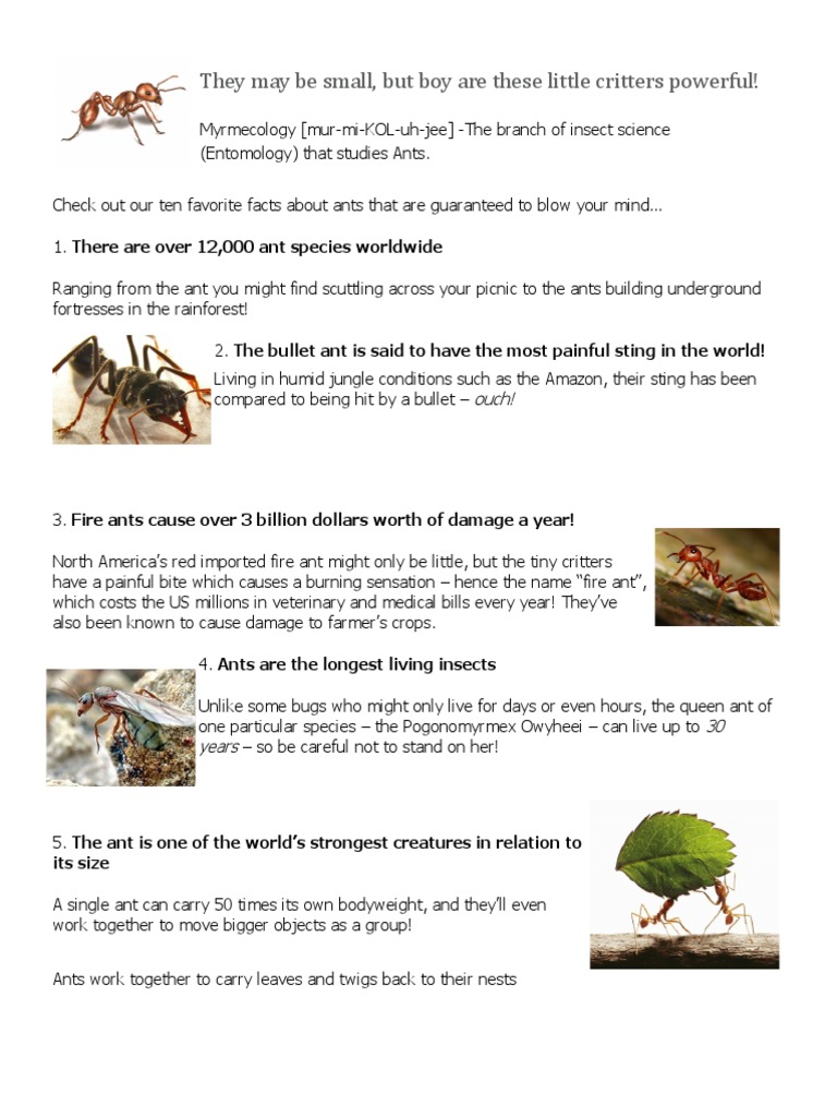 Kids Ant Facts | PDF | Ant | Zoology