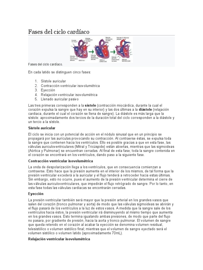 Fases Del Ciclo Cardiaco | Descargar gratis PDF | Corazón | Sistema ...