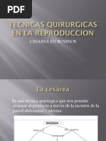 Técnicas de Enucleación en Pequeñas Especies. | PDF | Cirugía | Ojo