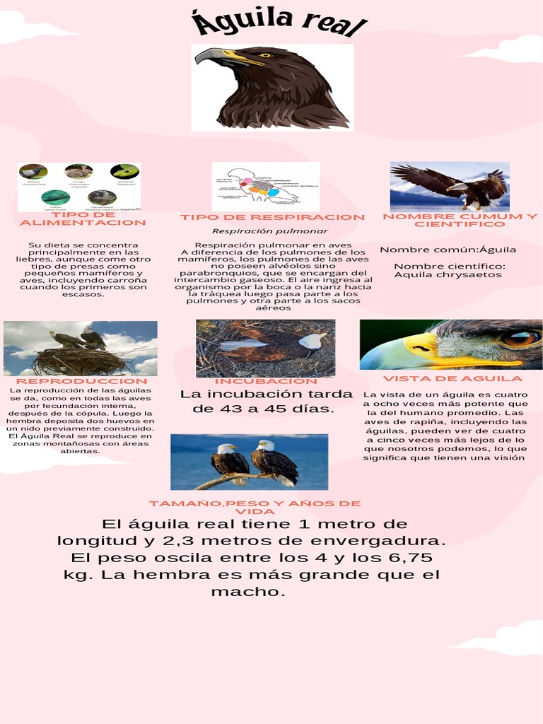 Ciclo De Vida Del águila Real Lecciones De La Naturaleza III: La