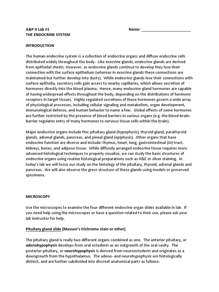 A&P II Lab 1 Endocrine System | PDF | Endocrine System | Pituitary Gland