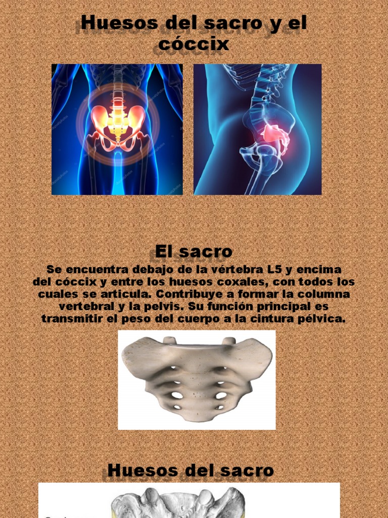 Huesos Del Sacro y El Cóccix | PDF | Vértebra | Tórax (anatomía humana)