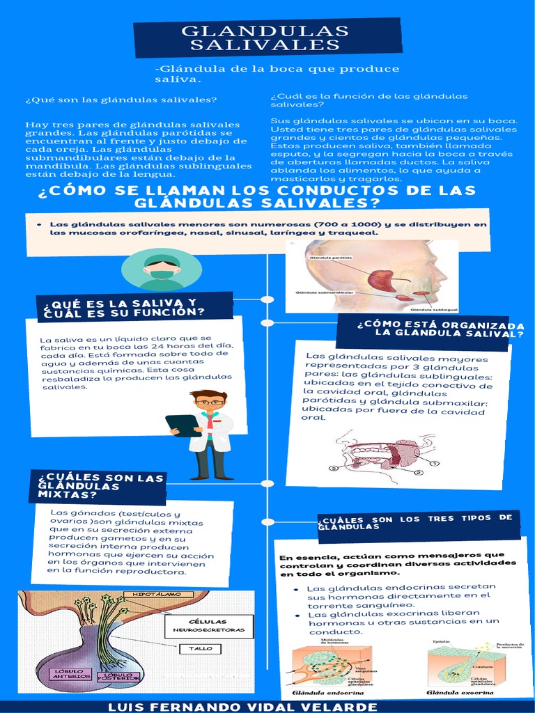 Infografia de Glandulas Salivales Histologia | PDF | Saliva | Órgano ...