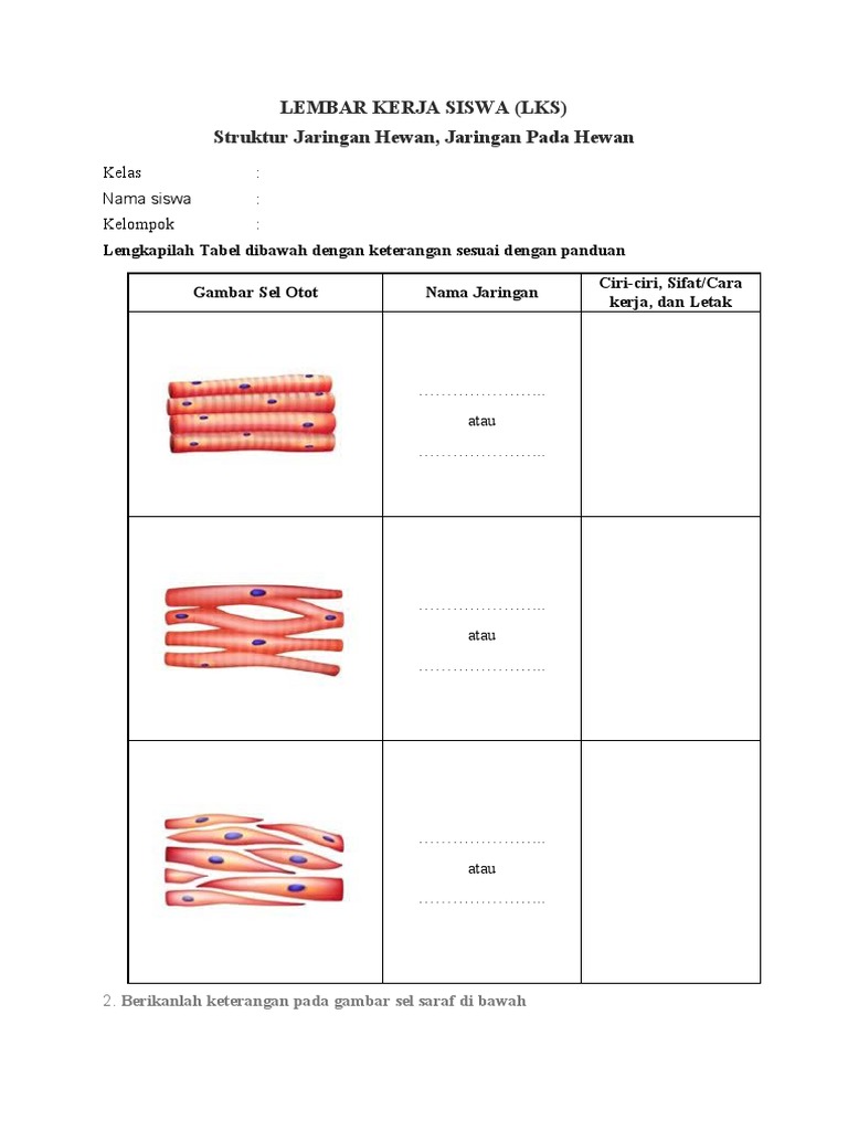 LKS Jar Otot Dan Syaraf | PDF