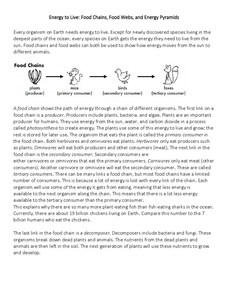 Worksheet - Fifth Grade - Energy | PDF | Food Web | Herbivore