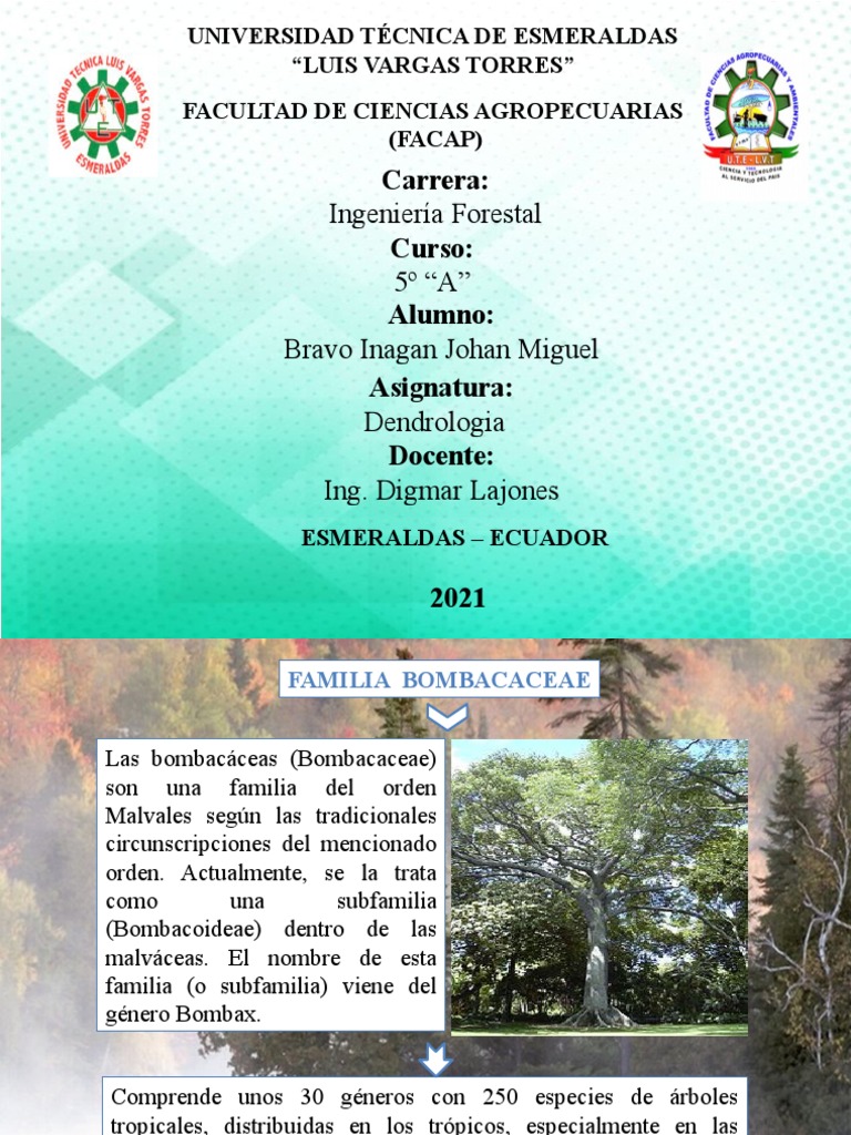 Familia Bombacaceae - Johan Bravo | PDF | Plantas | Botánica
