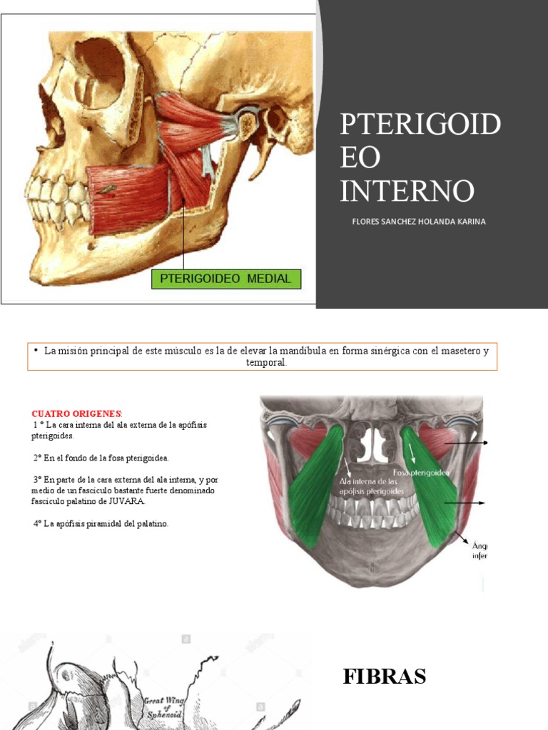 Pterigoideo Interno y Pterigoideo Externo | PDF