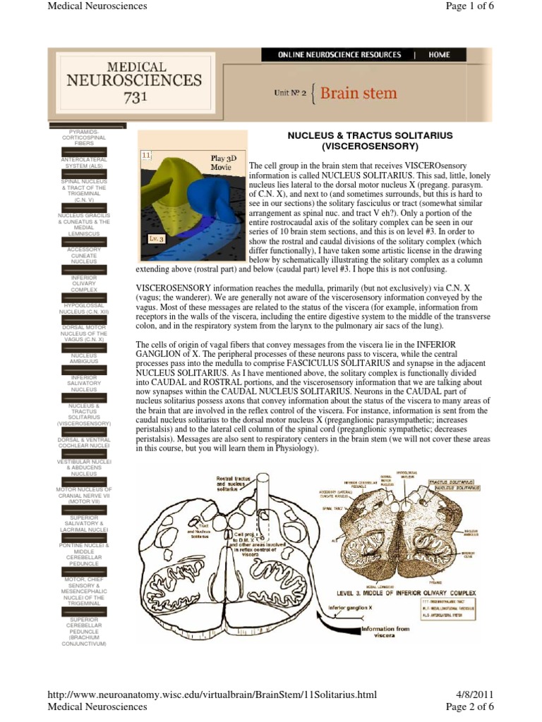 Nucleus & Tractus Solitarius (Viscerosensory) | PDF | Brainstem | Vagus ...