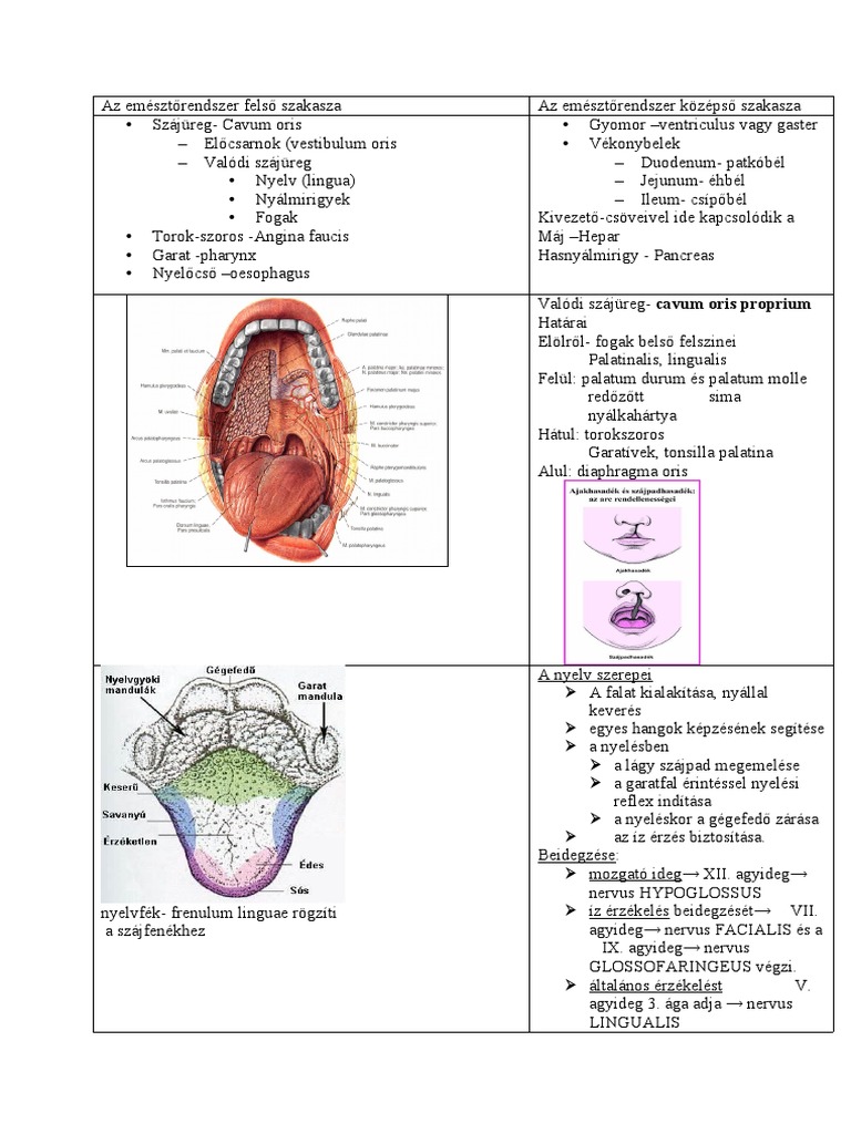 A Fej Anatómiája | PDF