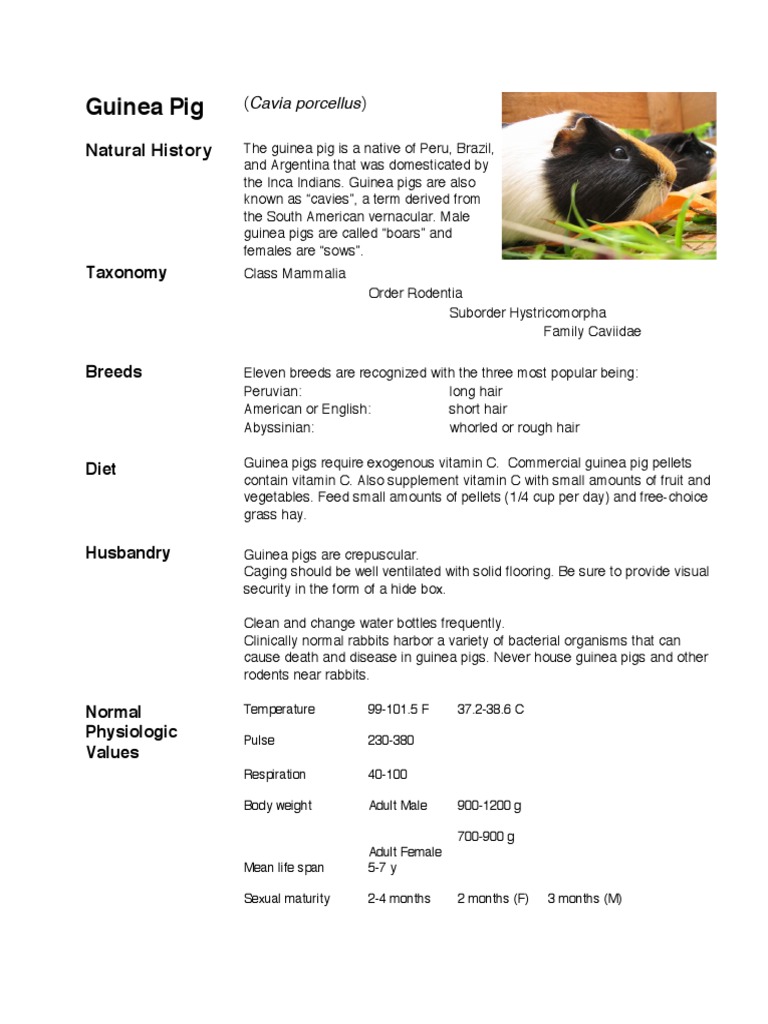 Guinea Pig: Natural History | PDF | Guinea Pig | Zoology