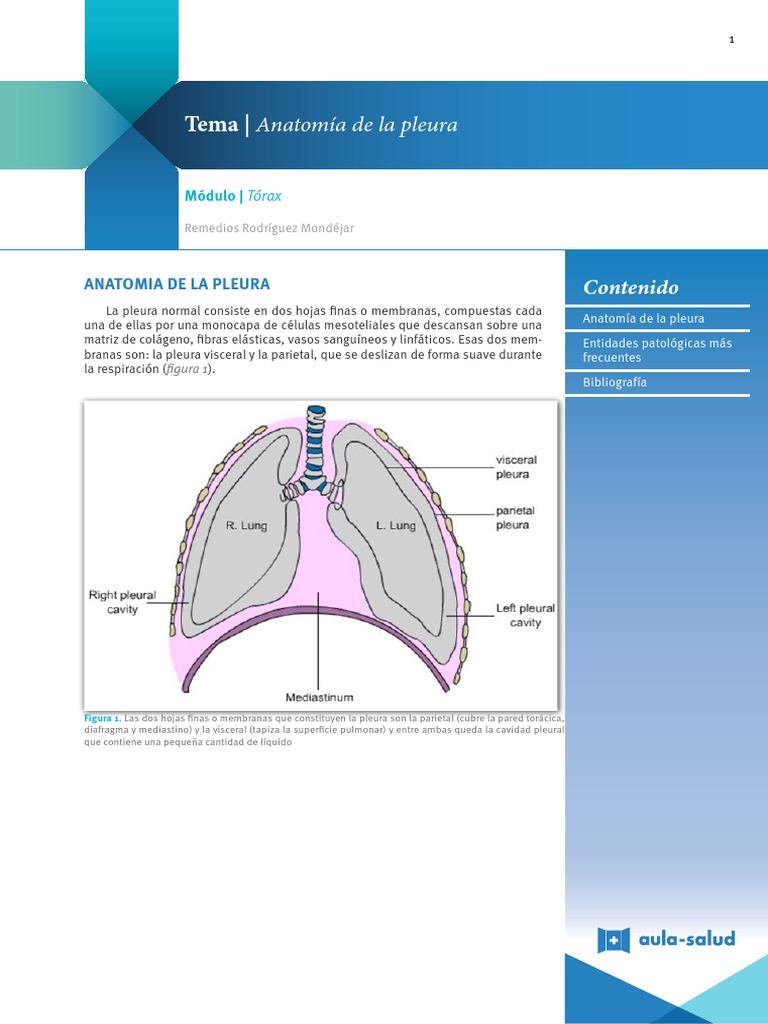 Anatomía de La Pleura | PDF | Pulmón | Tórax (anatomía humana)