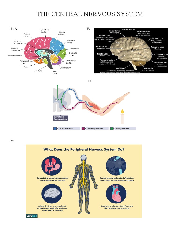 The Central Nervous System | PDF | Autonomic Nervous System | Nervous ...