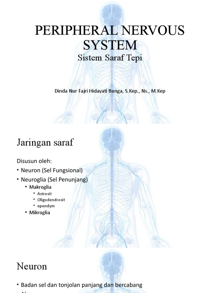Peripheral Nervous System | PDF