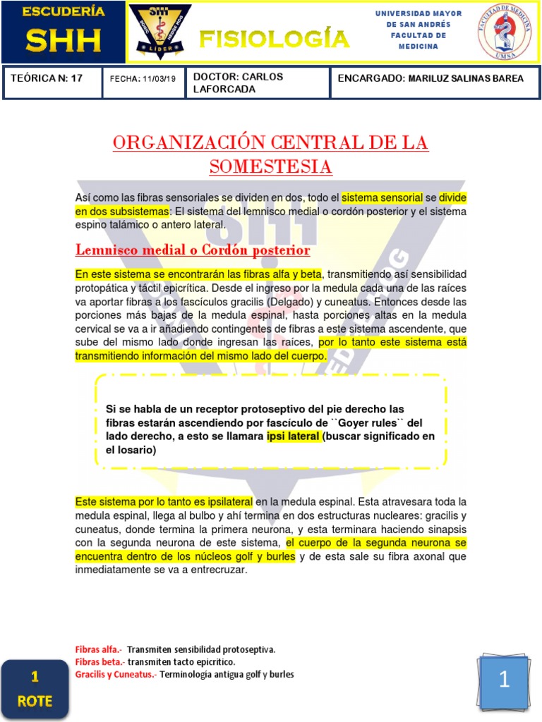 F.2.17 Organizacion Central de La Somestesia 9-03-19 | Descargar gratis ...