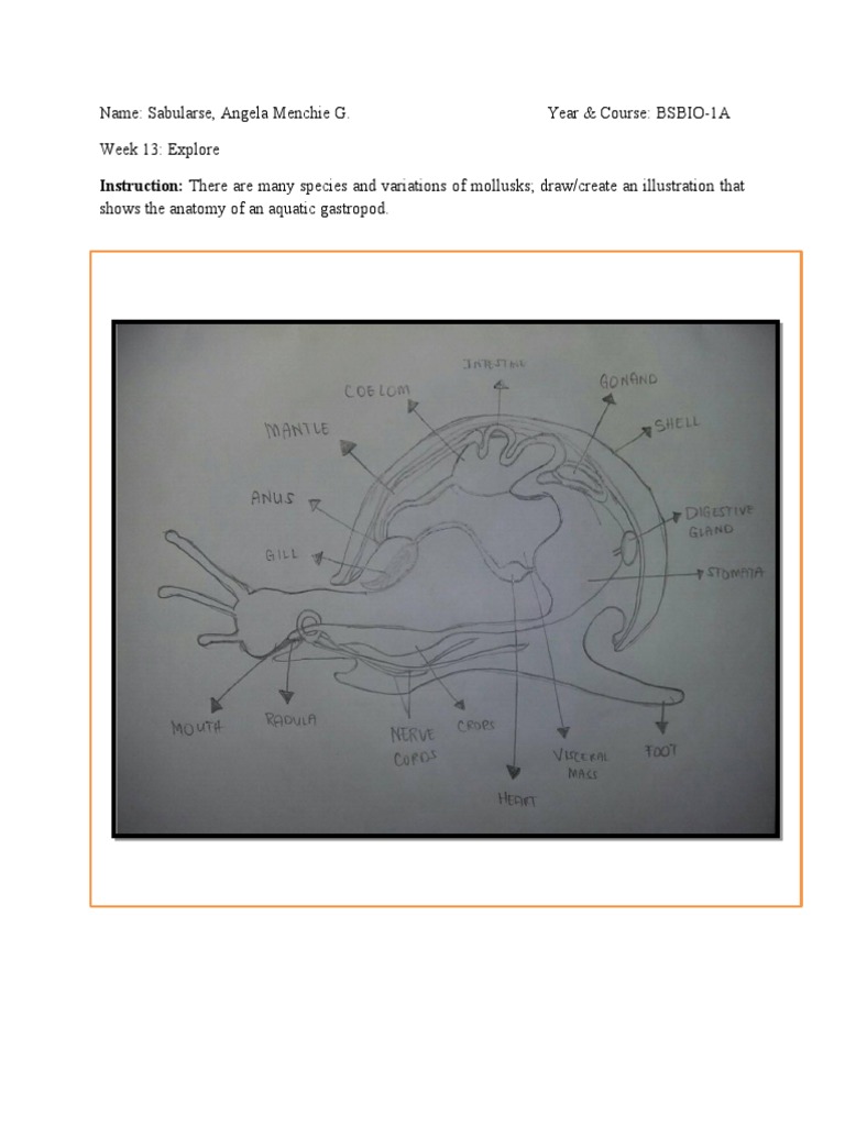 Instruction: There Are Many Species and Variations of Mollusks Draw ...