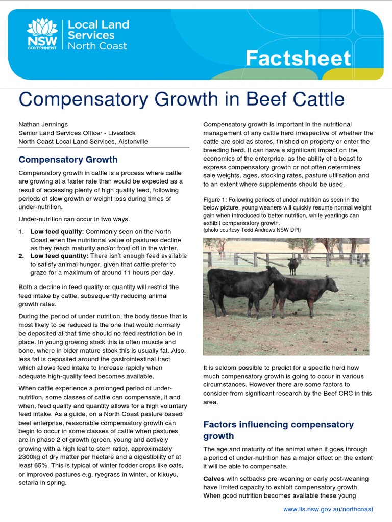 Compensatory Growth in Beef Cattle | PDF | Cattle | Malnutrition