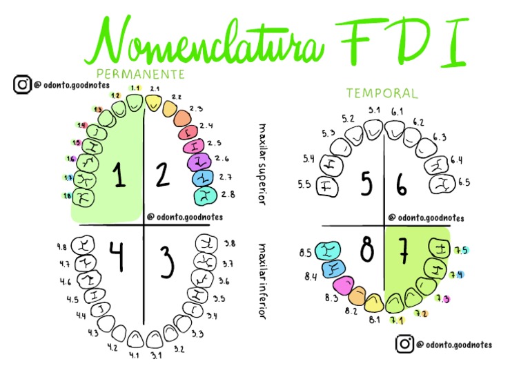Nomenclatura Fdi | PDF