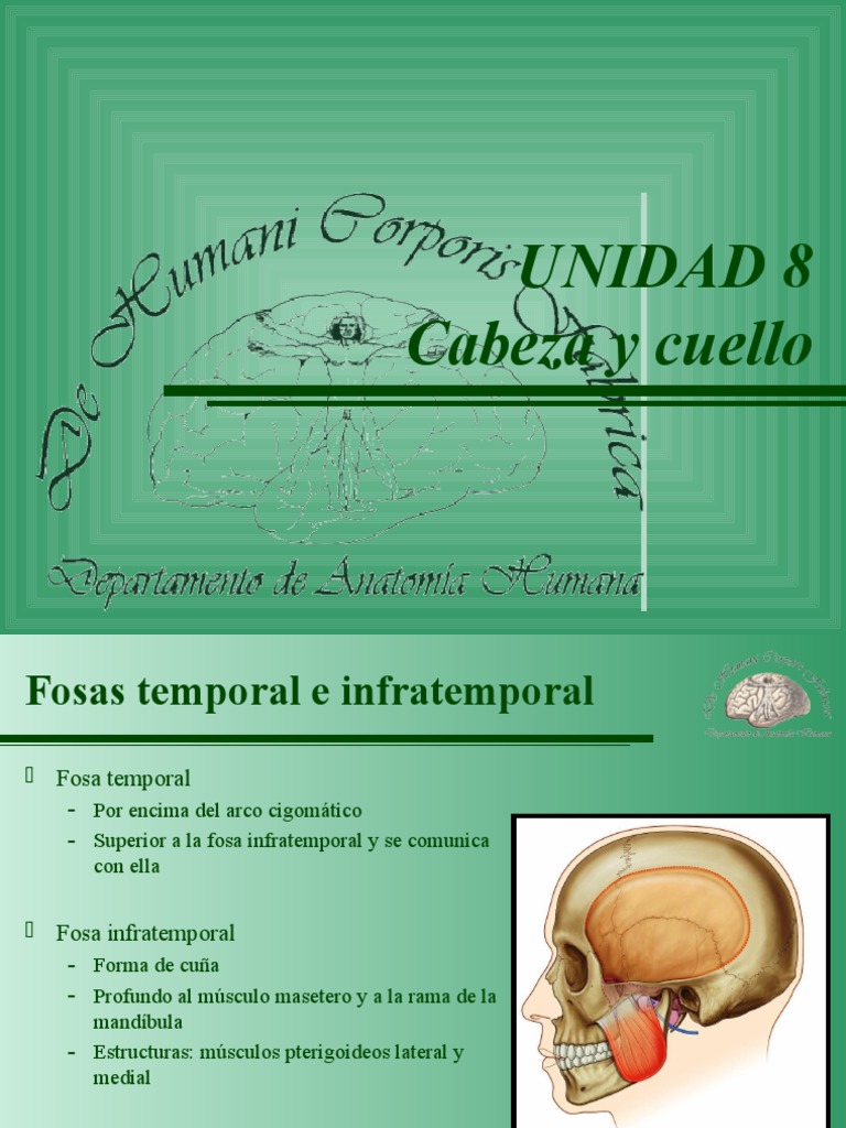 Fosa Temporal e Infratemporal | PDF | Cabeza y cuello humanos ...