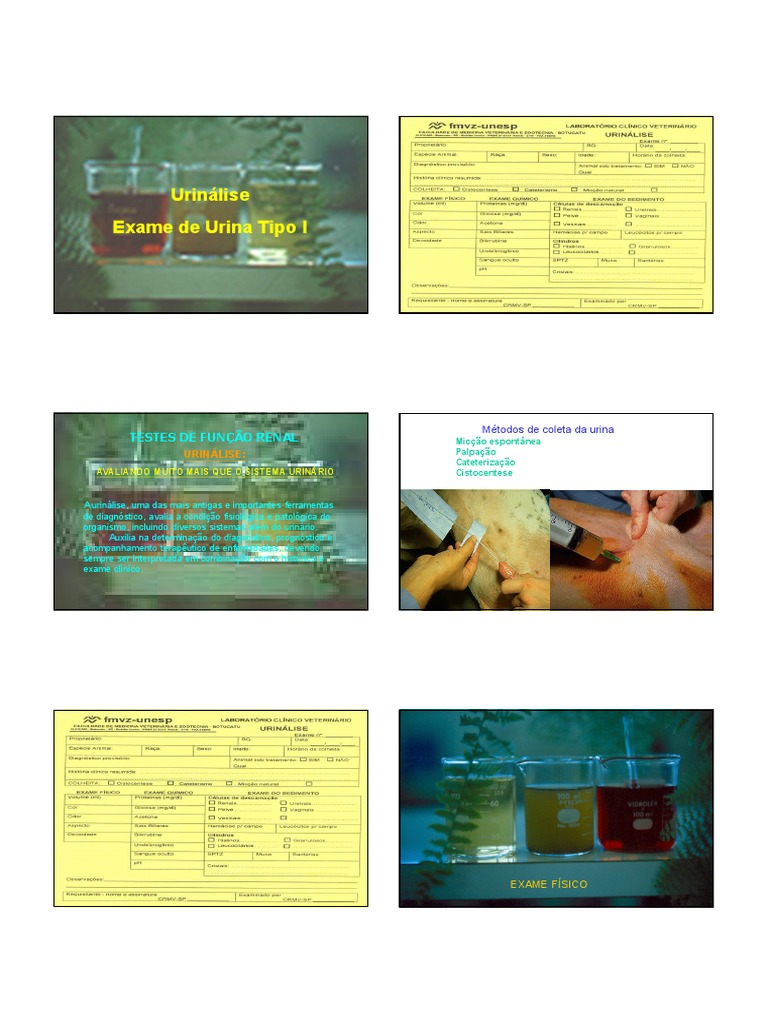 PDF Sobre Urianalise | PDF | Sistema urinário | Hiperglicemia
