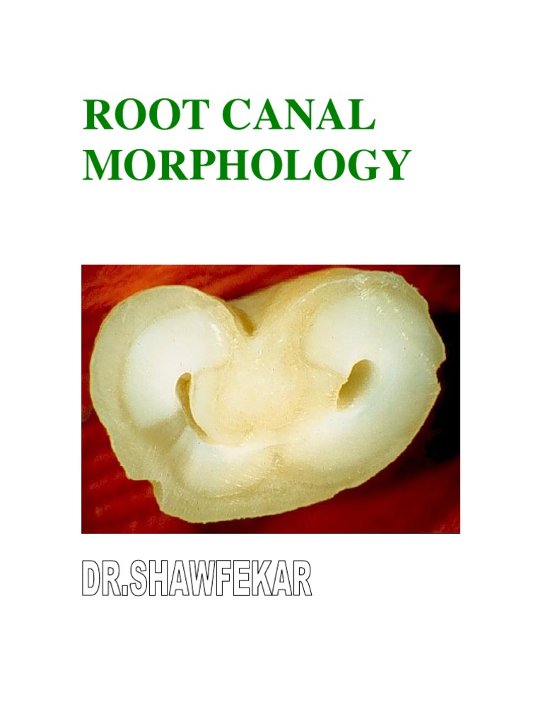 Root Canal Morphology-2 | PDF