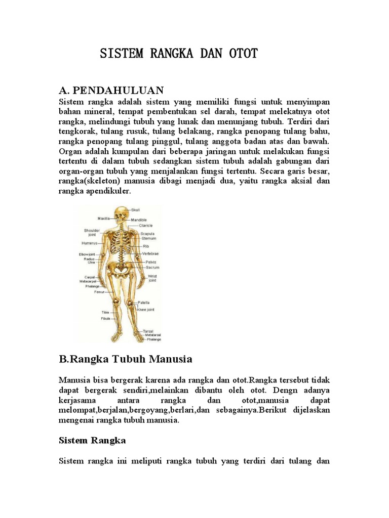 Sistem Rangka Dan Otot | PDF