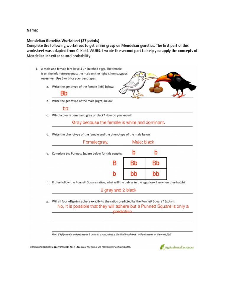 Mendelian Genetics Worksheet | PDF | Dominance (Genetics) | Zygosity
