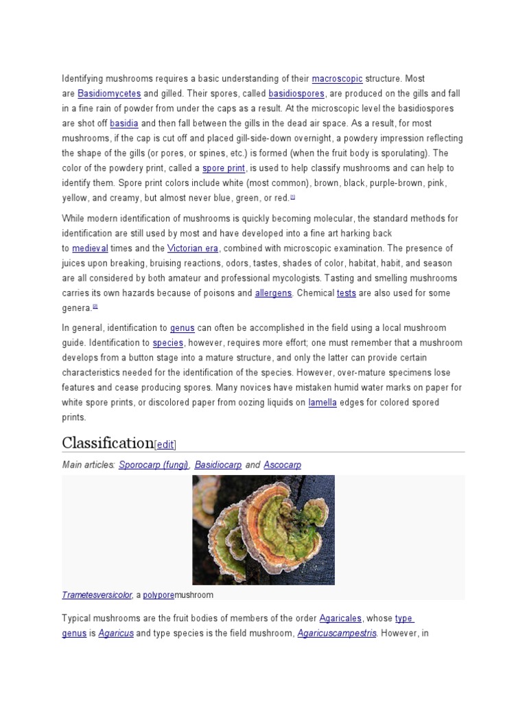 Classification: Macroscopic Basidiomycetes Basidiospores Basidia | PDF ...