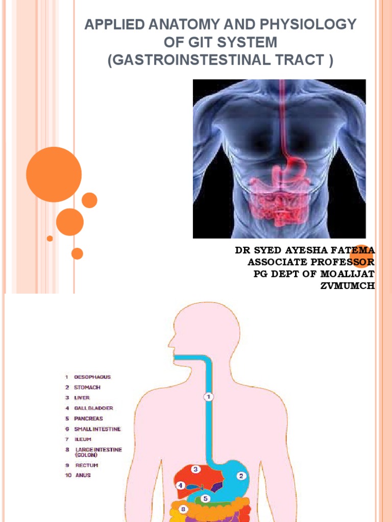 Anatomy and Physiology of Git System (Gastroinstestinal Tract) | PDF ...