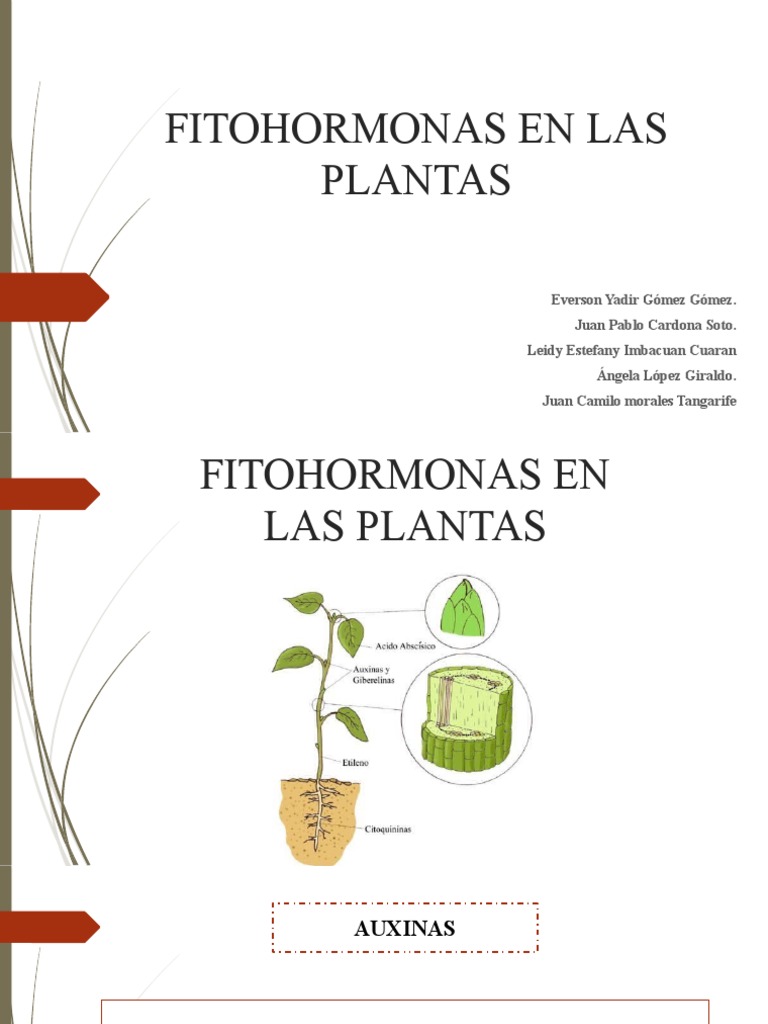 Fitohormonas en Las Plantas | PDF | Auxina | Plantas