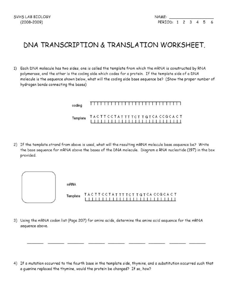 Dna Transcription & Translation Worksheet | PDF