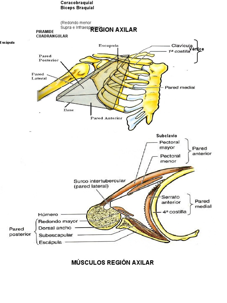 MUSCULOS REGION AXILAR - Prof. Carlos Verdú | PDF | Extremidades ...