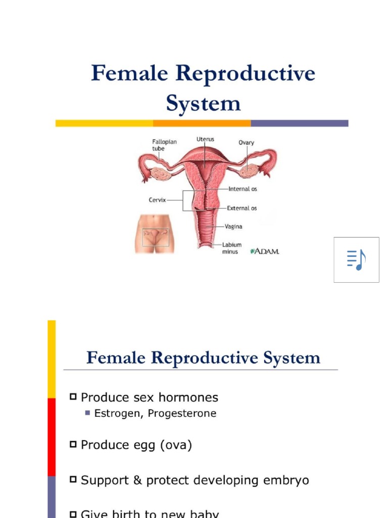 Female Reproductive System | PDF