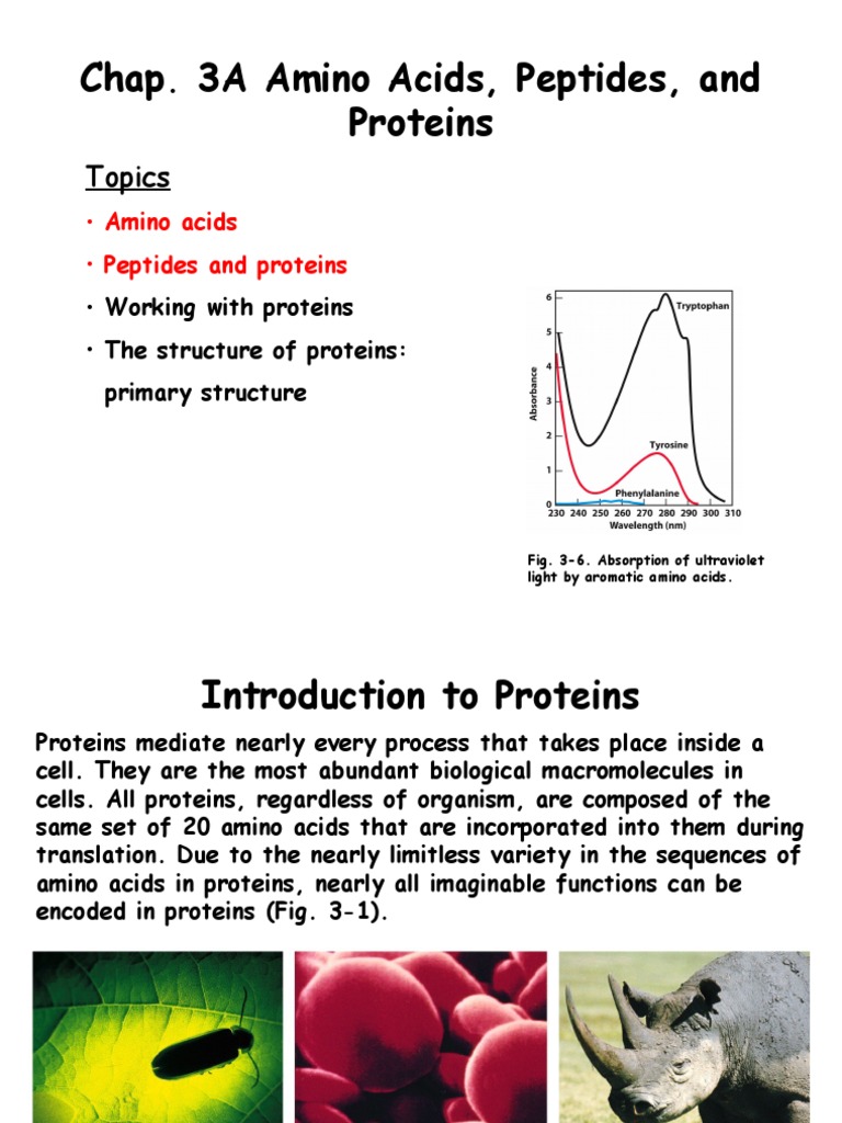 Chap. 3A Amino Acids, Peptides, and Proteins: Topics | PDF | Amino Acid ...