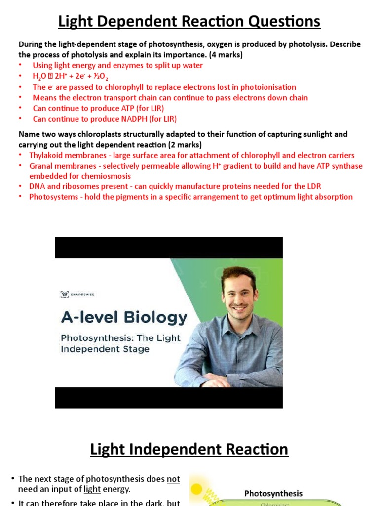 Light Dependent and Independent Reactions | PDF | Photosynthesis ...