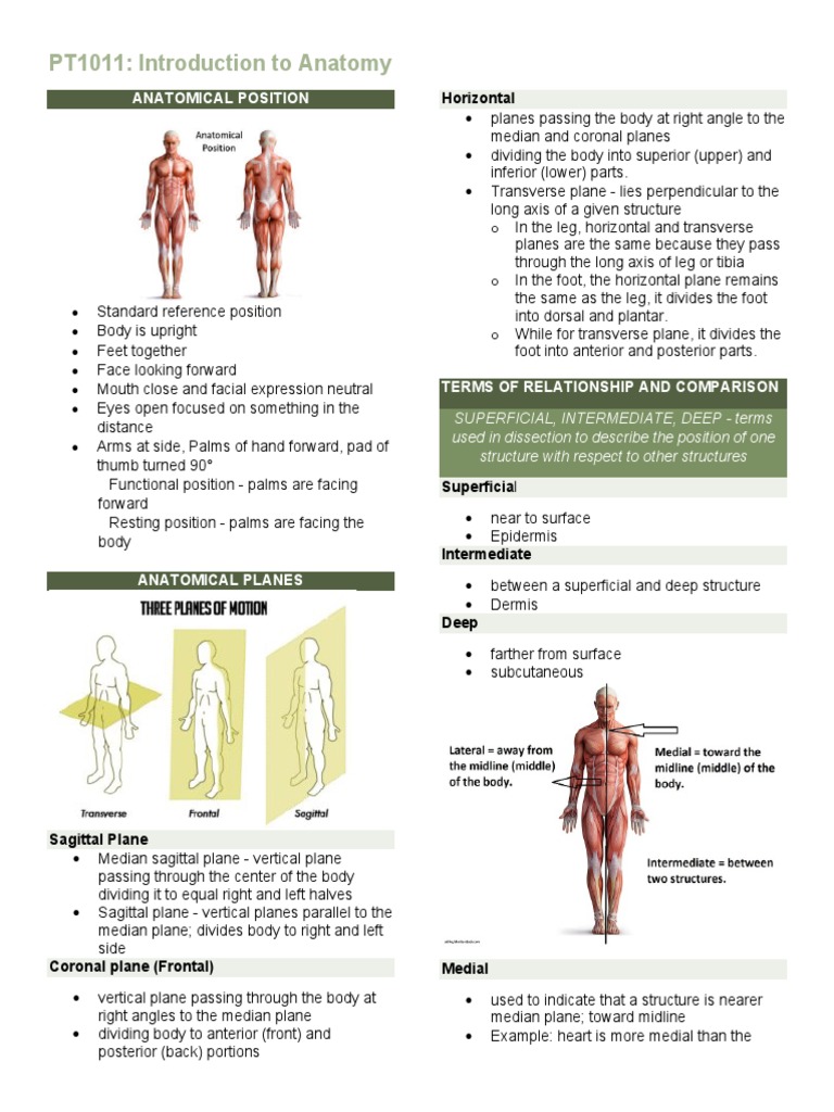 Introduction To Anatomy Trans | PDF | Anatomical Terms Of Motion ...