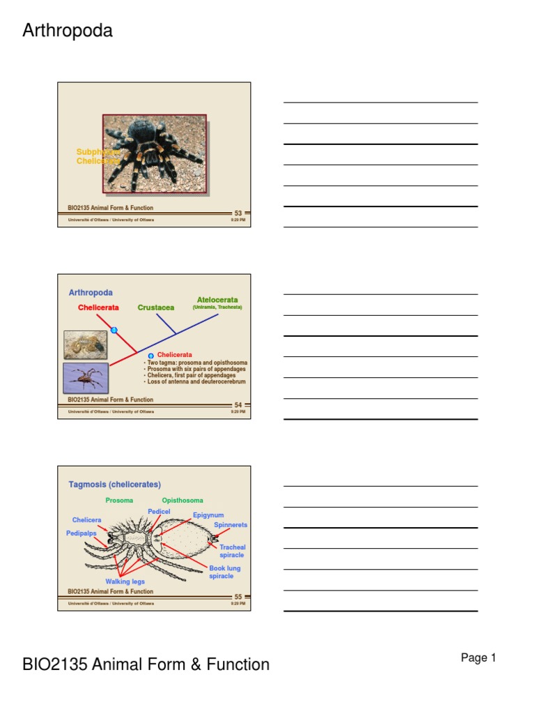 Arthropoda: BIO2135 Animal Form & Function | Arthropods | Animal Anatomy