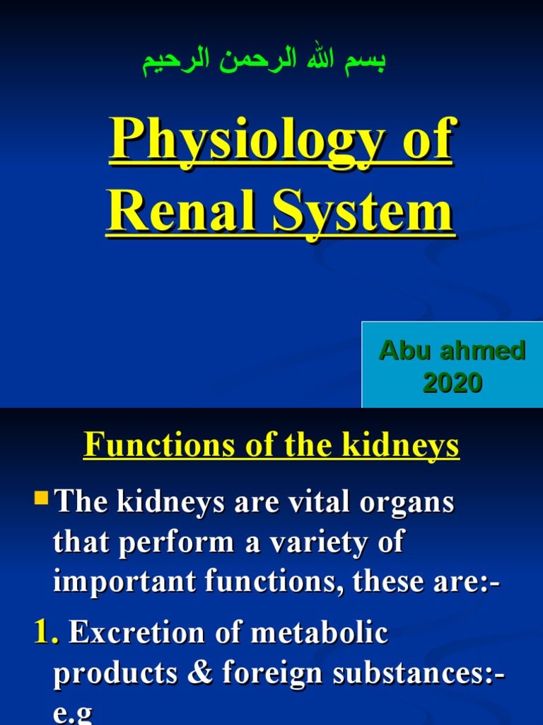 Physiology of Renal System | PDF | Kidney | Endocrine System