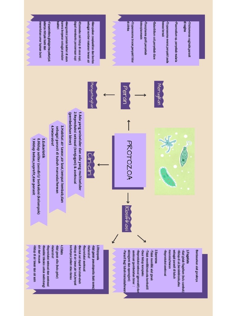 Mind Map Protozoa | PDF