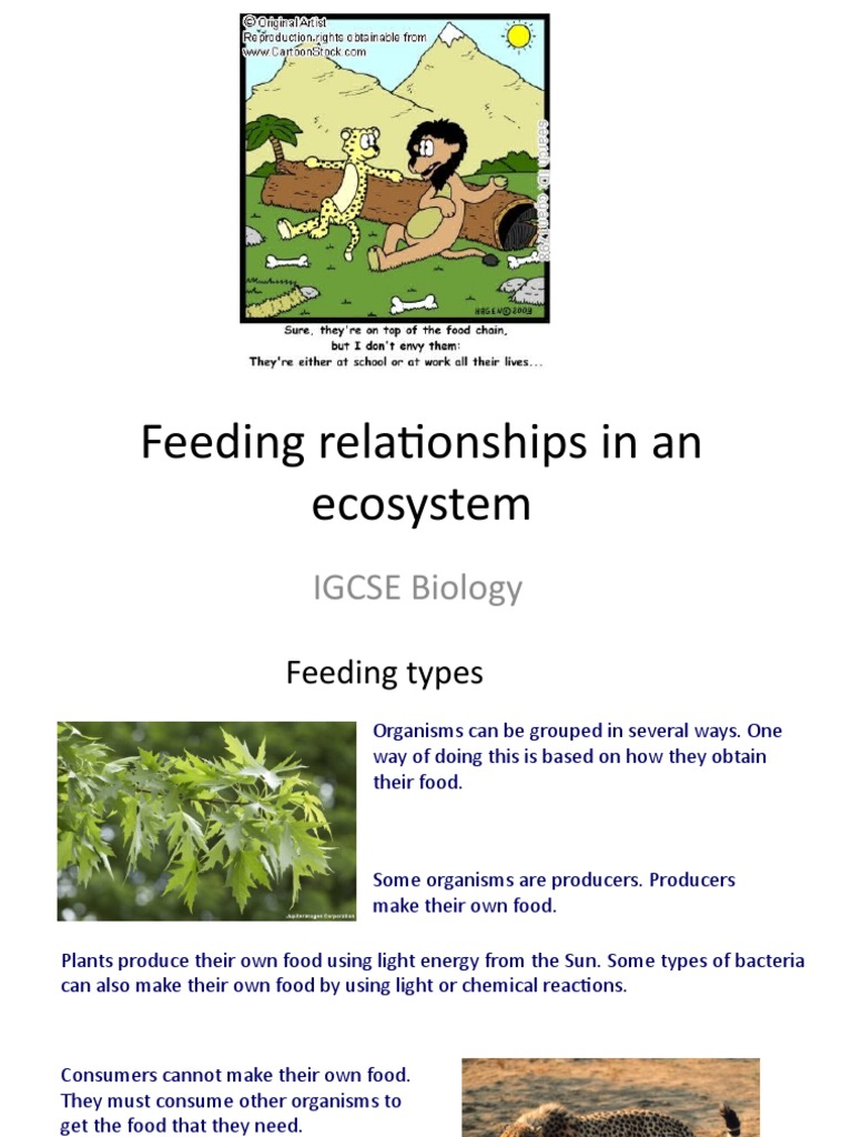 Understanding Feeding Relationships in Ecosystems | PDF | Herbivore | Foods