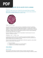 Laboratorio #05 - Actividad Ureásica | PDF | Urea | Enzima