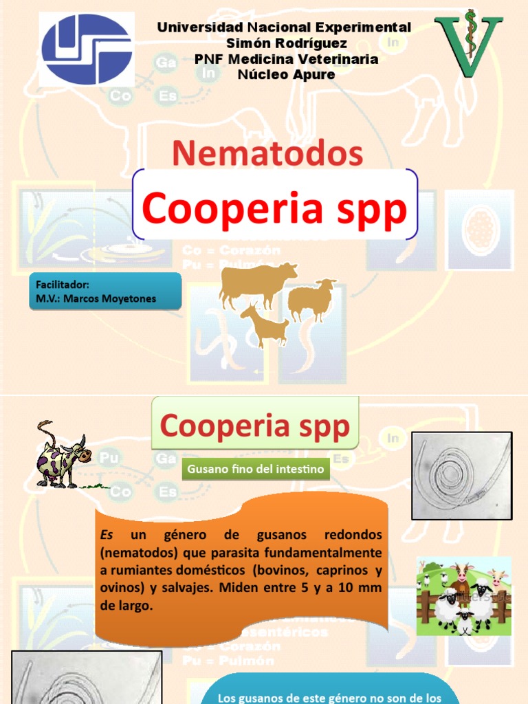 Ciclo de Vida de Cooperia spp. en Rumiantes | PDF | Nematodo | Sistema ...