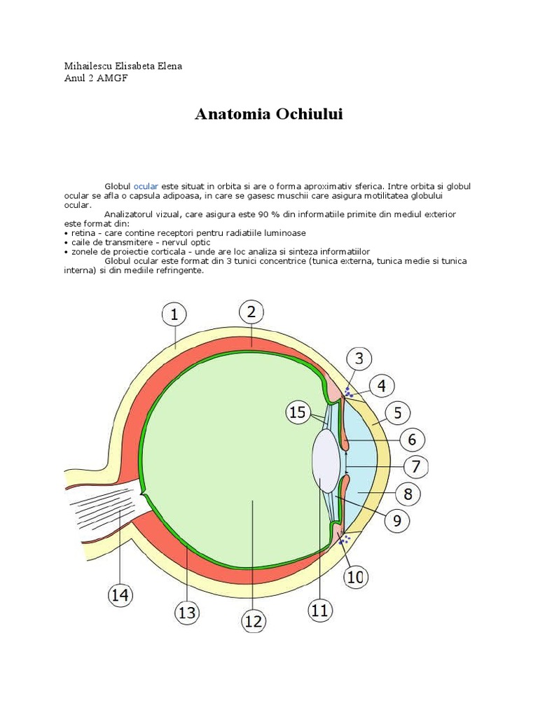 Anatomia Ochiului | PDF