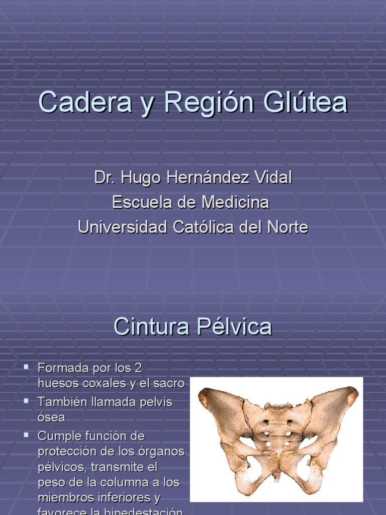Anatomía de la Cadera y Glúteos | PDF | Nalgas | Sistema esquelético